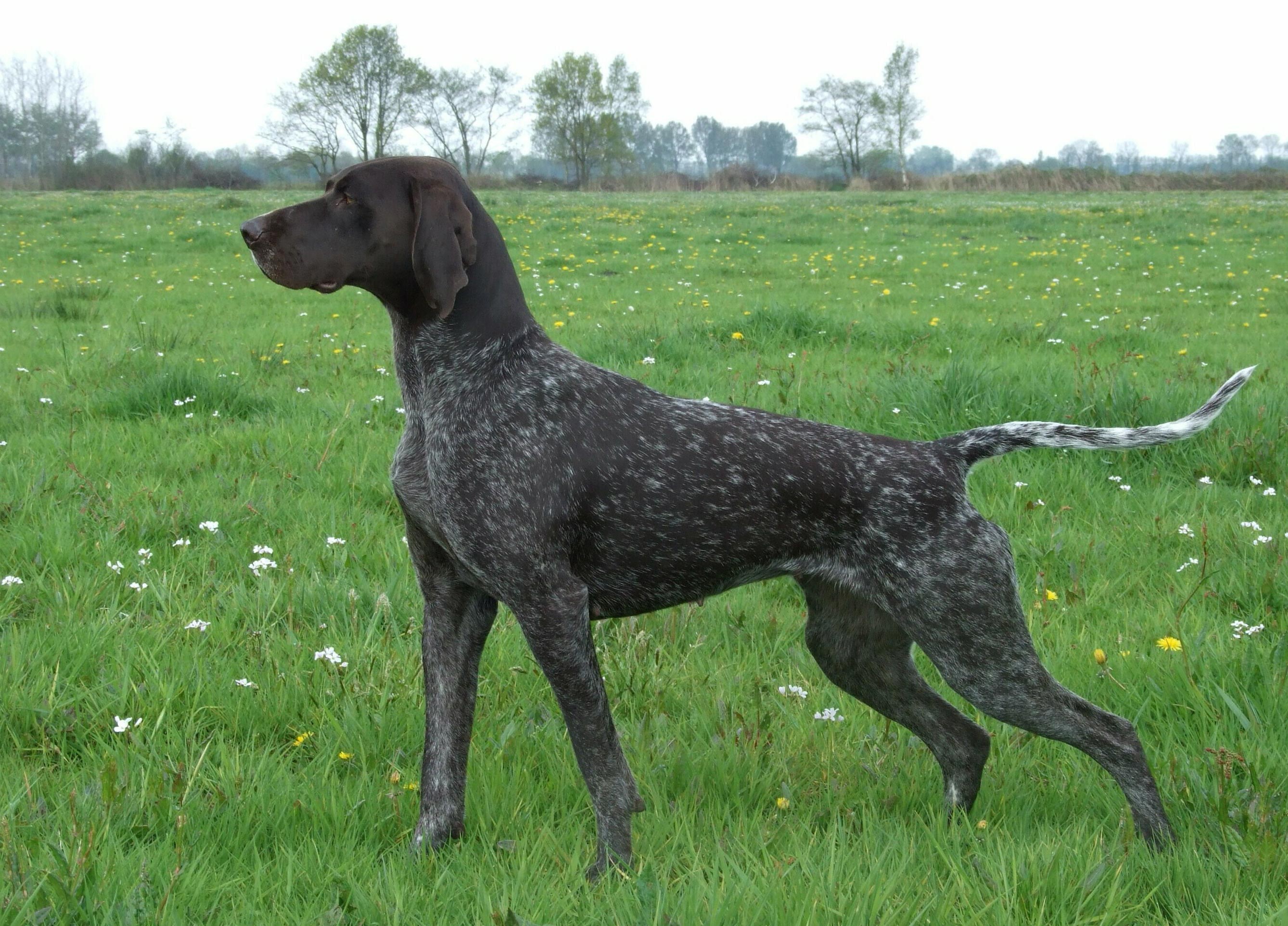 nvdsk.nl vereniging de duitse staande korthaar - Rasstandaard